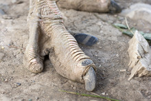Ostrich Foot In Jurong Bird Park Free Stock Photo - Public Domain Pictures