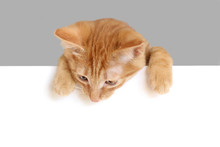 Cat Peeking Around Corner Free Stock Photo - Public Domain Pictures