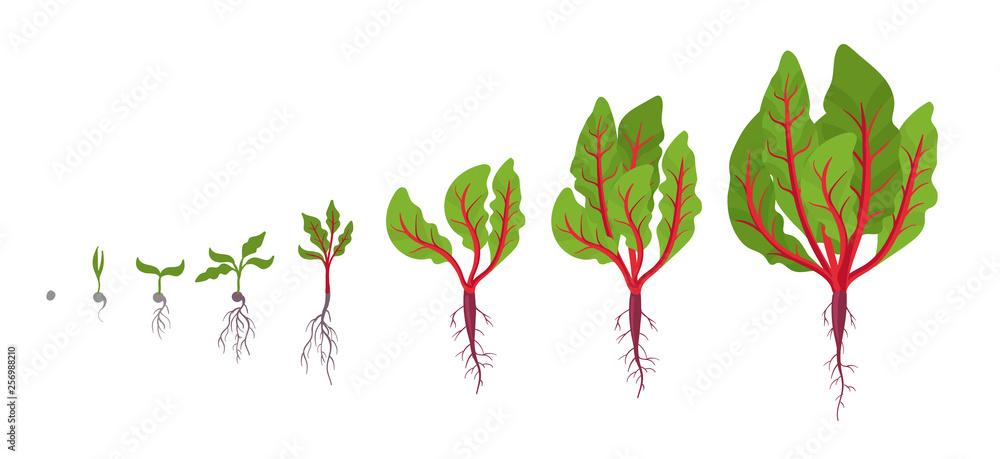 Chard growth stages. Planting of leaf stalks plant. Swiss chard taproot ...