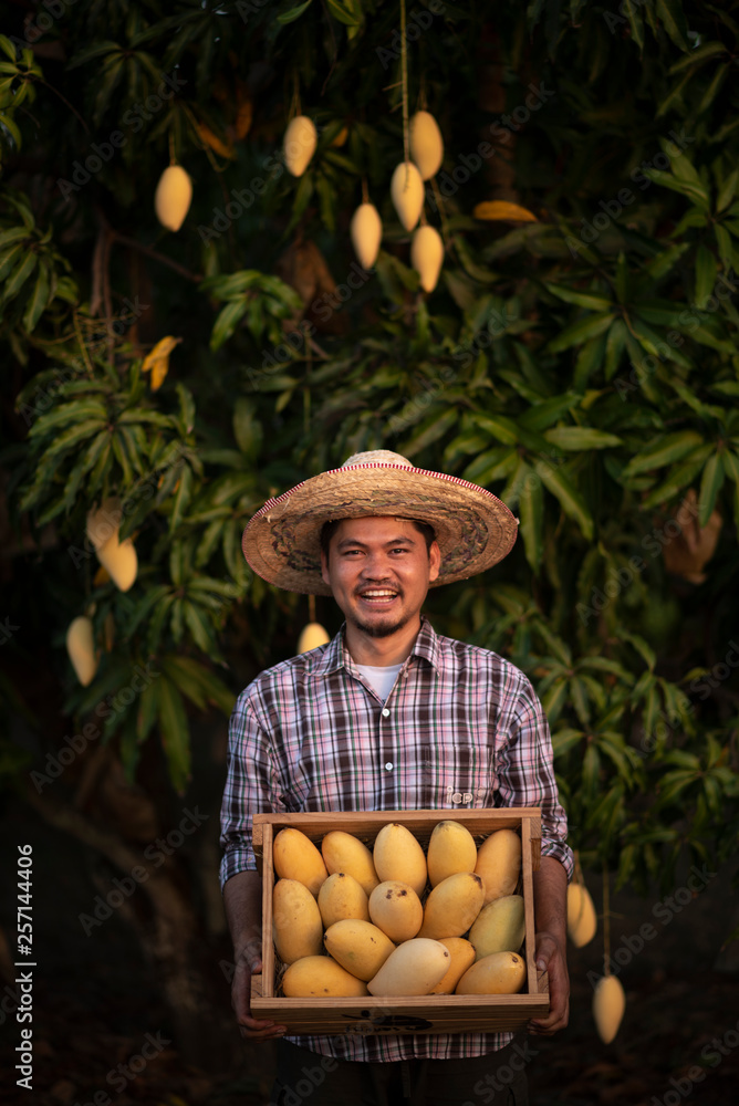 Young Asian farmer picking and show mango fruit in organic farm ...