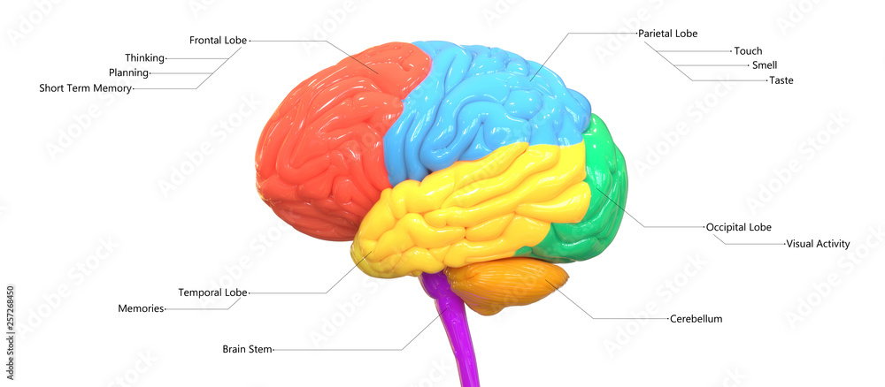 Human Brain Lobes with Detailed Labels Anatomy Stock Illustration ...