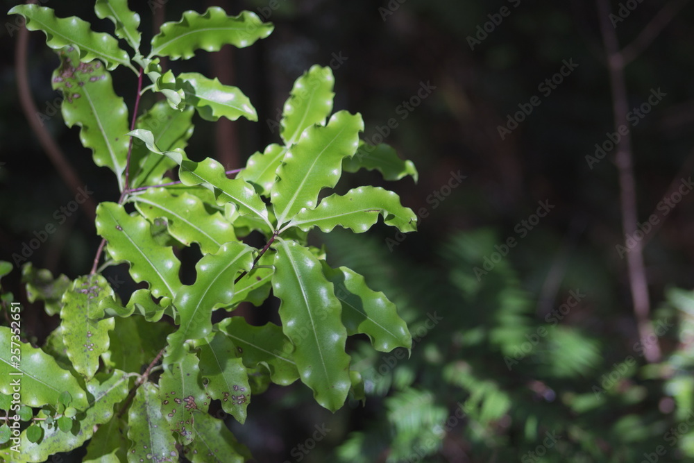 Closeup image of Myrsine australis leaves, commonly known as red matipo ...