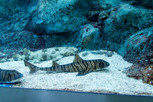 Zebra Horn Shark Free Stock Photo - Public Domain Pictures