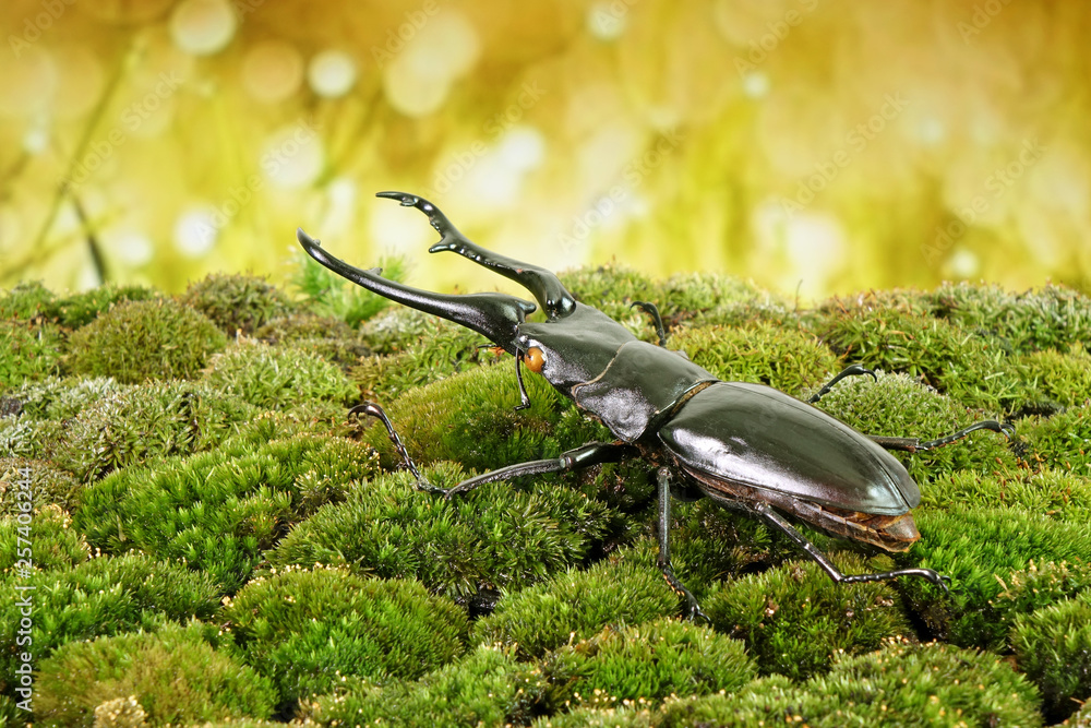 Beetle : Giraffe Stag-Beetle (Prosopocoilus giraffa) is the world's ...