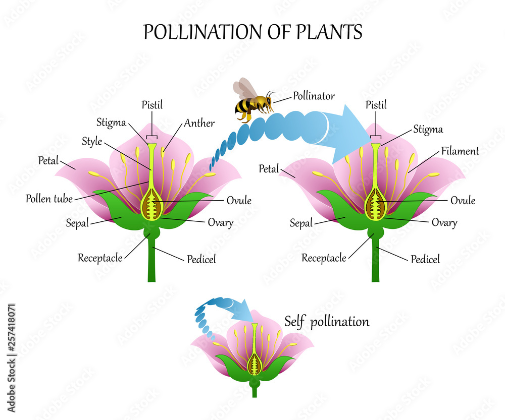 Pollinating plants with insects and self-pollination, flower anatomy ...