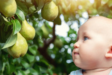 Baby Pear On Tree Free Stock Photo - Public Domain Pictures
