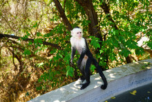 Capuchin Monkey Free Stock Photo - Public Domain Pictures