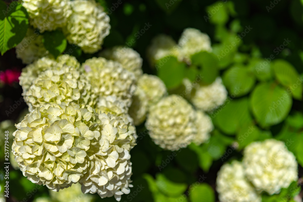 Full bloom of viburnum plicatum, also known as Japanese snowball ...