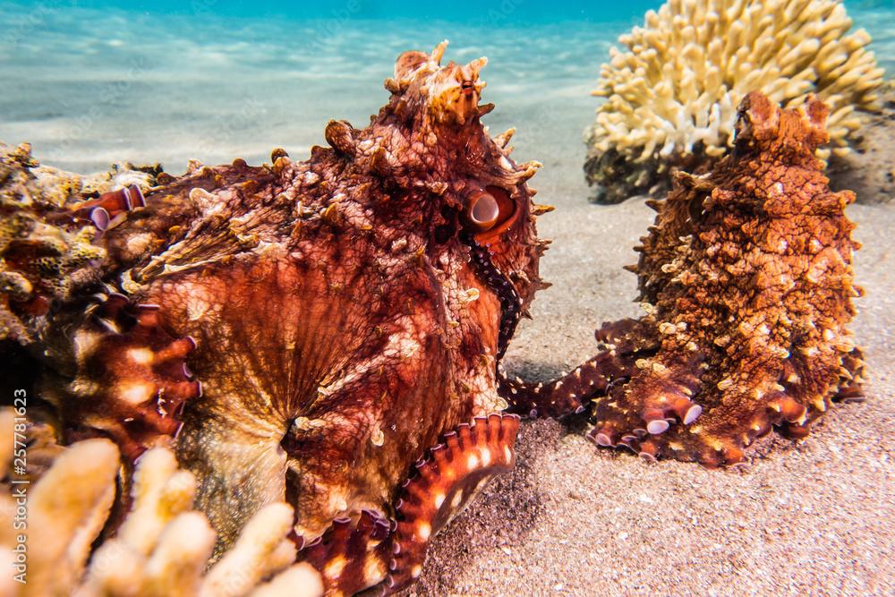 Octopus king of camouflage in the Red Sea, eilat israel Stock Photo ...