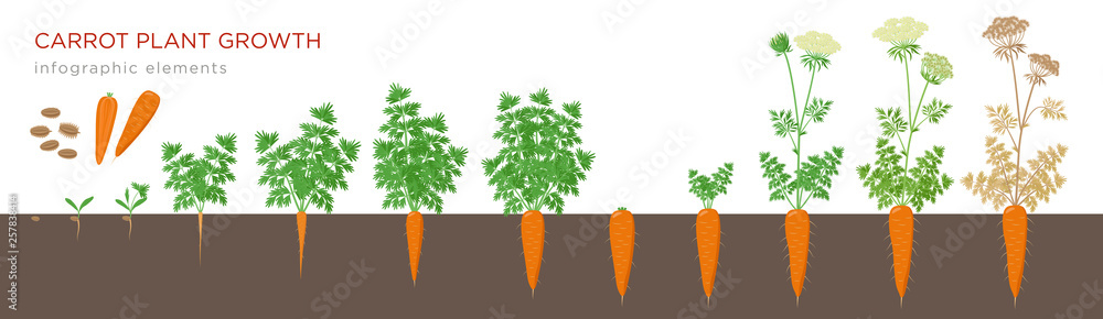 Carrot plant growth stages infographic elements. Growing process of ...