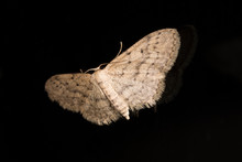 Moth On Window Free Stock Photo - Public Domain Pictures