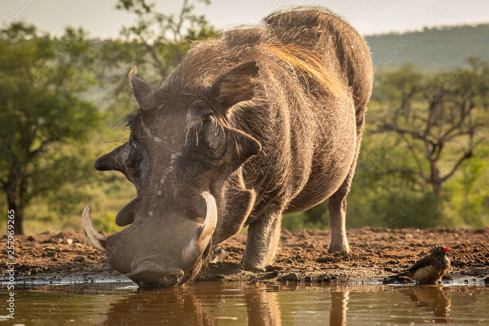 Common Warthog drinking water Stock Photo | Adobe Stock