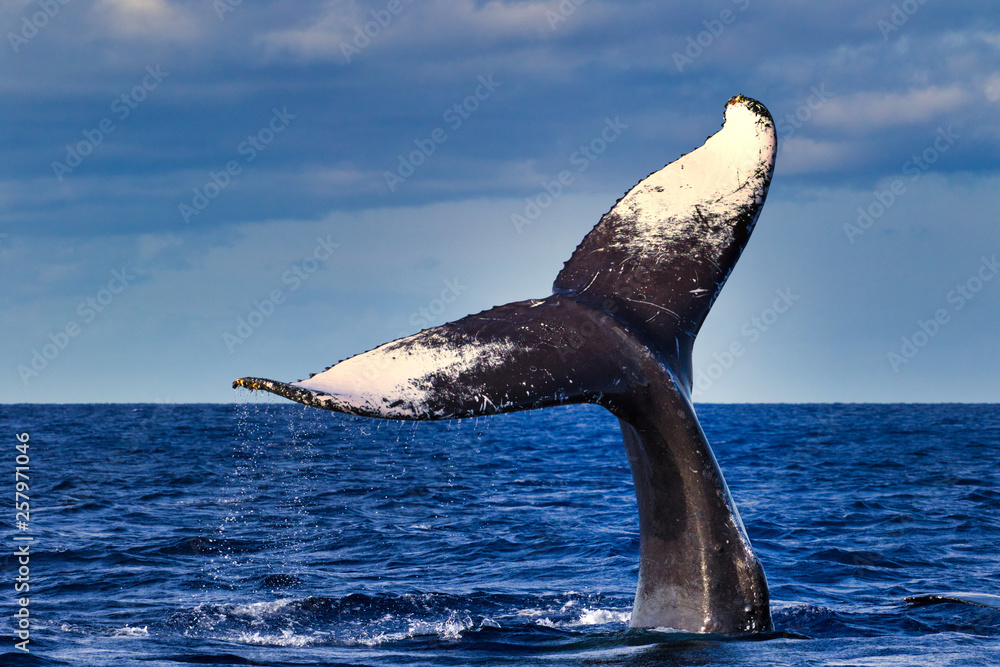 Humpback whale flukes seen during a whale watching trip near Lahaina on ...