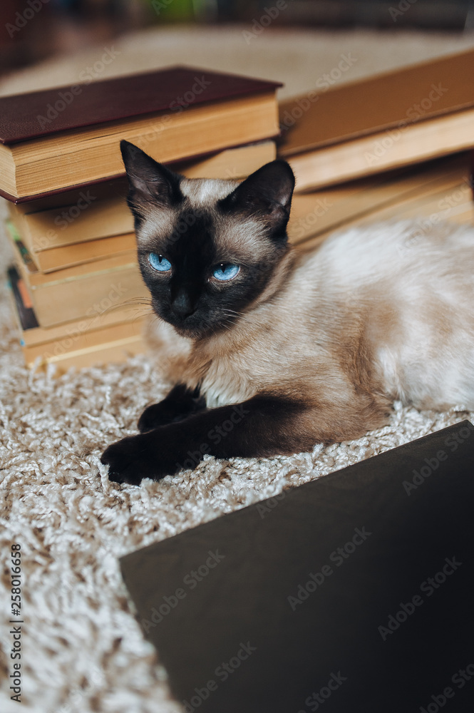 Lazy and angry guard in a bookstore. Siamese cat in the library. Very ...