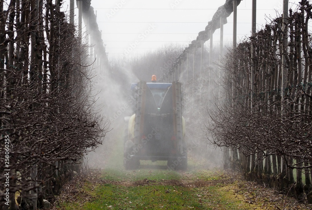 A sprayer machine sprinkles pesticides in an apple orchard in the first ...