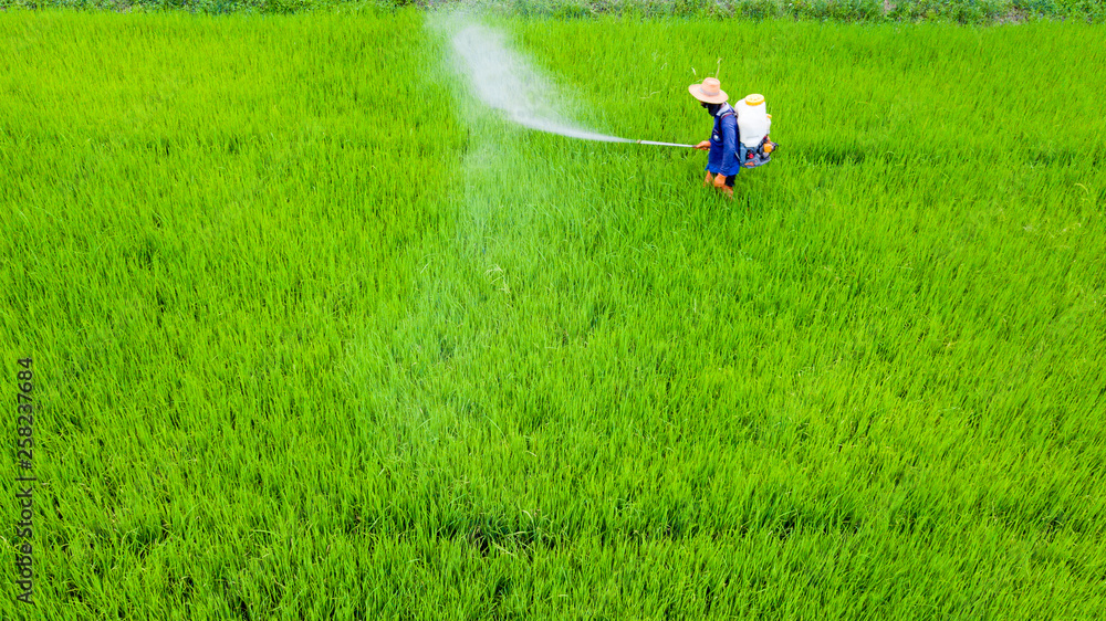 Farmer activity with knapsack sprayer is spray Insecticide into fresh ...