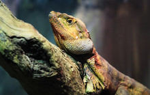 Frilled Lizard Free Stock Photo - Public Domain Pictures