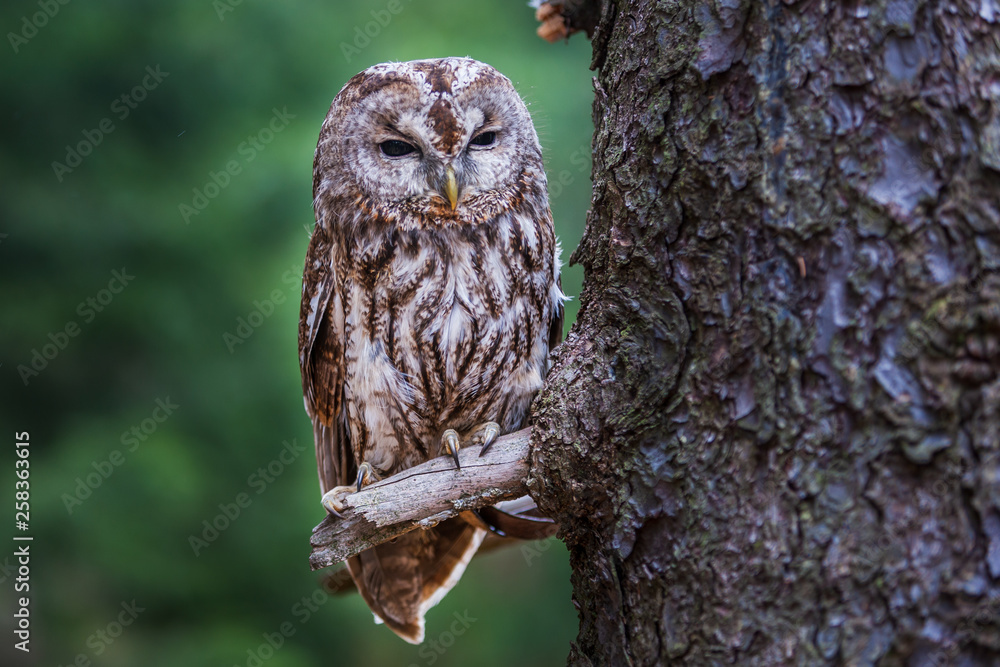 Eurasian eagle owl (bubo bubo) portrait, owls are often used as a ...