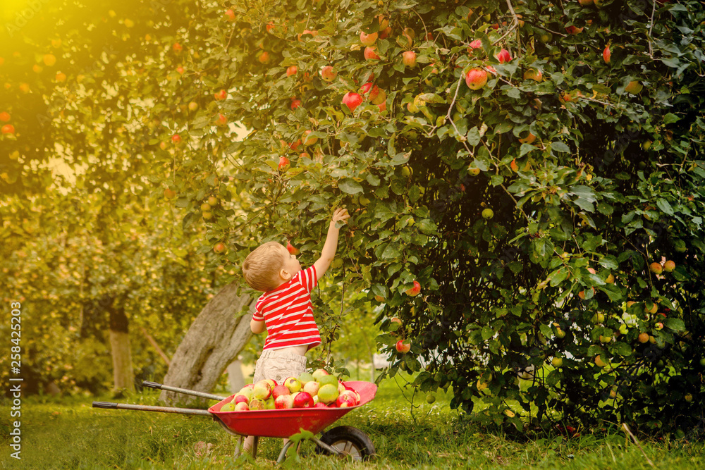 Child picking apples on a farm. Little boy playing in apple tree ...