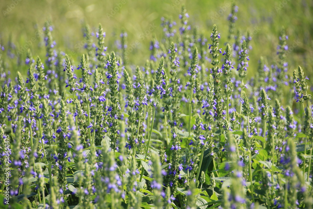 Chia flower are blooming with green leaf and stem, planting at the ...