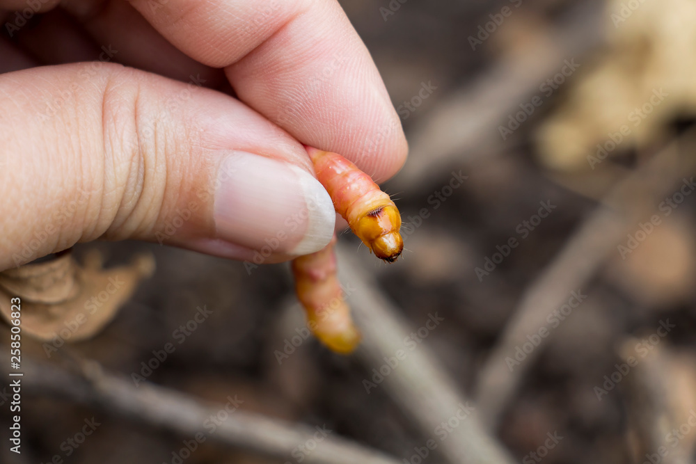 Red Zeuzera coffeae or moths stem borer destroy tree on woman hands's ...