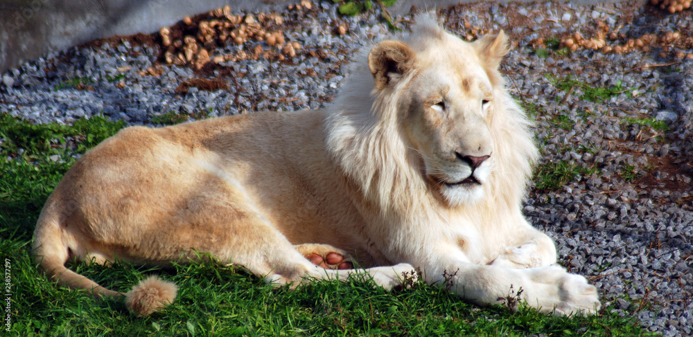 White lion is a rare color mutation of the lion. Until 2009 when the ...