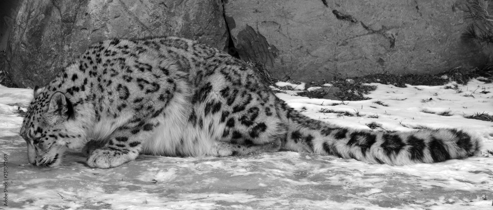 The snow leopard is a large cat native to the mountain ranges of ...