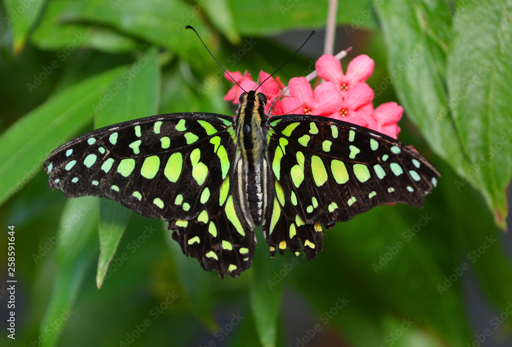 Graphium agamemnon, the tailed jay is a predominantly green and black ...