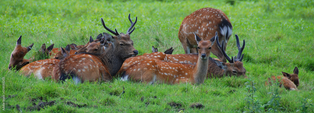 Deer are the ruminant mammals forming the family Cervidae. Species in ...