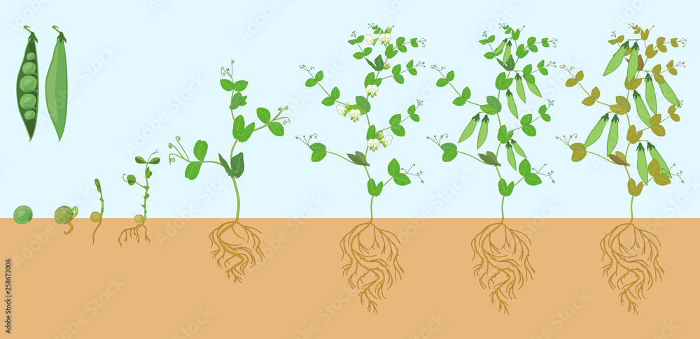 Life cycle of pea plant with root system. Stages of pea growth from ...