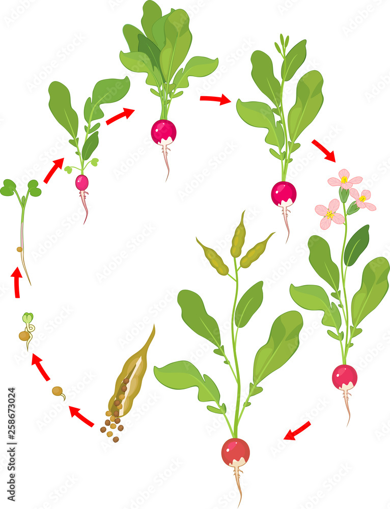 Life cycle of radish plant. Stages of radish growth from seed and ...