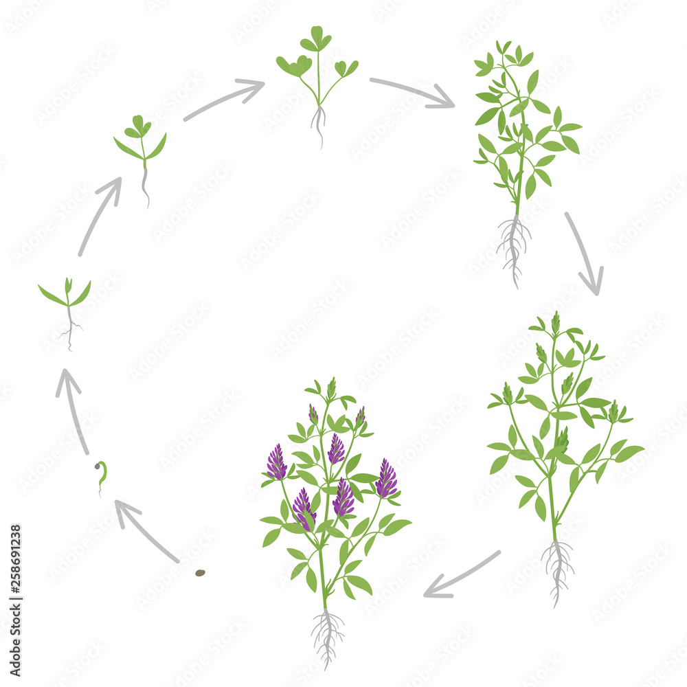 Vector de Stock Round growth stages of Alfalfa plant. Vector flat ...