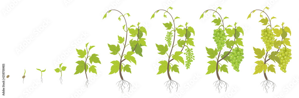Planting growth stages of grapes plant. Vineyard planting increase ...