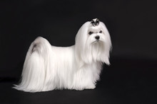 Small Maltese Dog Free Stock Photo - Public Domain Pictures