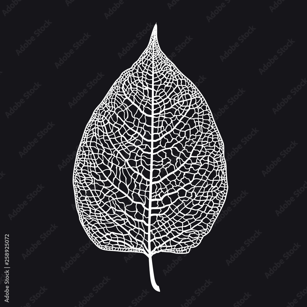 Vector skeletonized leaf of a tree on a black background. The graphic ...