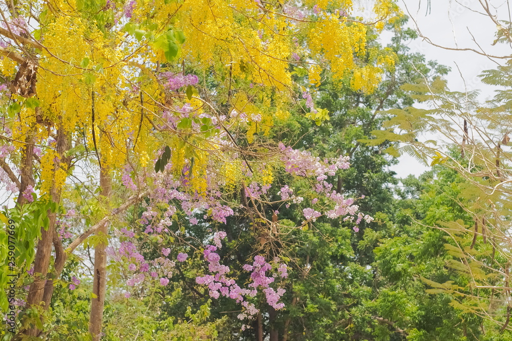 Beautiful Cassia fistula (Golden shower tree) blossom blooming on tree with nature blurred ...