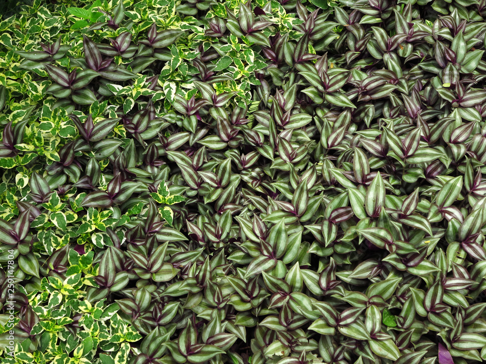 Tradescantia zebrinahort. Ex Bosse, trees, herbs have medicinal ...