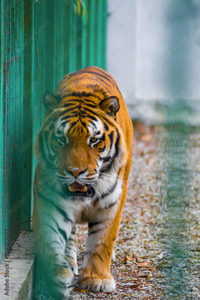 Huge male Siberian Tiger walking around the cage in a zoo. Angry ...