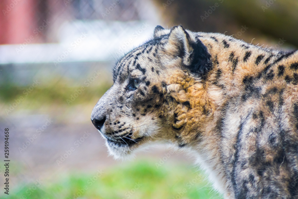 Portrait from one side of a beautiful and rare Snow Leopard in ...