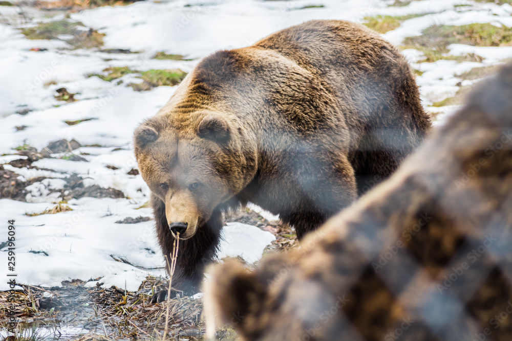 Big brown bear in an angry and dangerous mood ready to attack another ...
