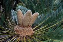 Cycads Free Stock Photo - Public Domain Pictures