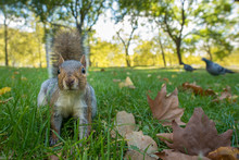 Squirrel Watching Pigeons Free Stock Photo - Public Domain Pictures