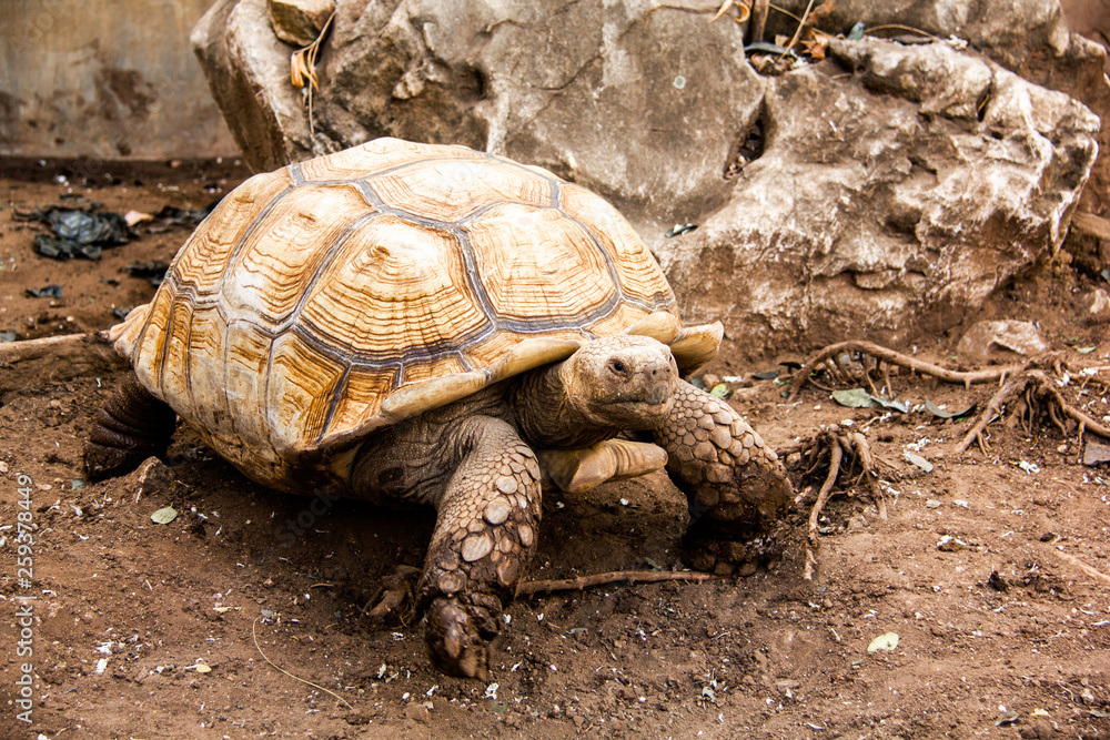 tortoise, turtle, animal, shell, reptile, giant, slow, nature ...