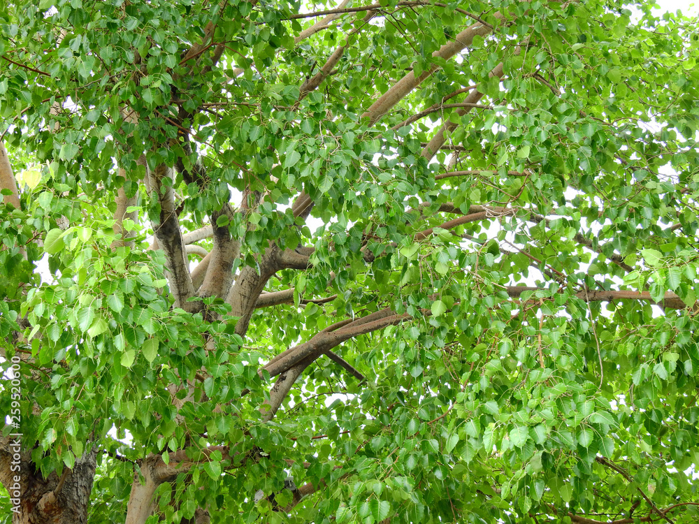 bodhi tree in nature Stock Photo | Adobe Stock