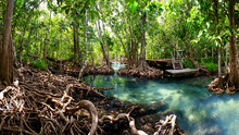 Mangrove Forest, Trat , Thailand Free Stock Photo - Public Domain Pictures