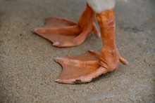 Geese Feet Free Stock Photo - Public Domain Pictures