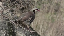 Chukar Bird In Brown Grass Free Stock Photo - Public Domain Pictures