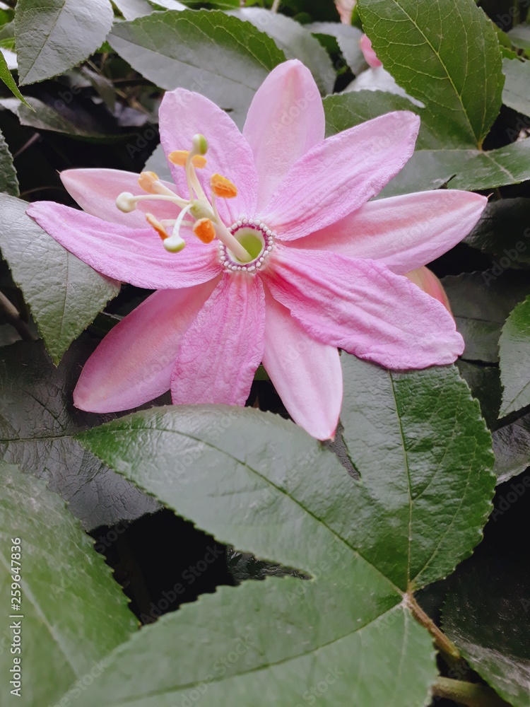 Flor rosada del taxo con fondo de hojas verdes 2 Stock Photo | Adobe Stock
