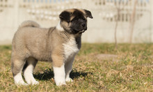 Dog, Akita, American, Walk, Pet, Free Stock Photo - Public Domain Pictures