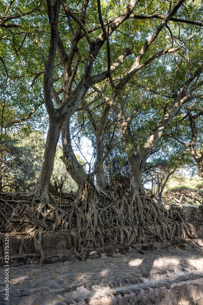 Baths of Fasiladas in Gondar, Noth Ethiopia, Africa Stock Photo | Adobe ...